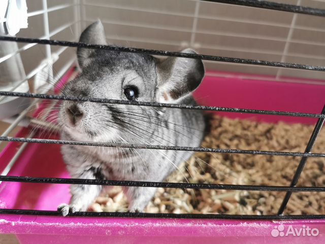 Шиншилла девочка 8 месяцев с клеткой