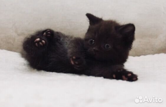 Британский мальчик