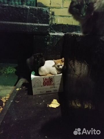 Двое котят ищут дом