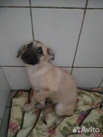 Снежа в добрые руки