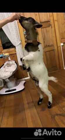 Камерунский козел