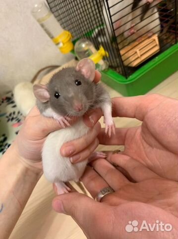 Крысята дамбо