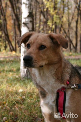 Сесиль ищет дом