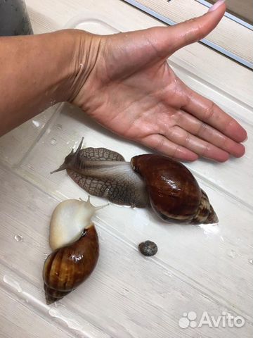 Улитки ахатина