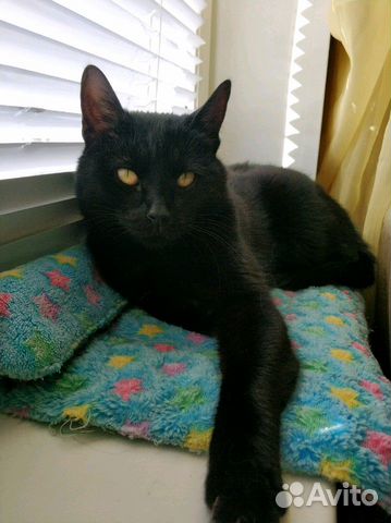 Милейший и нежнейший кот