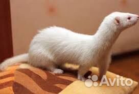 Хорек альбинос вязка самец