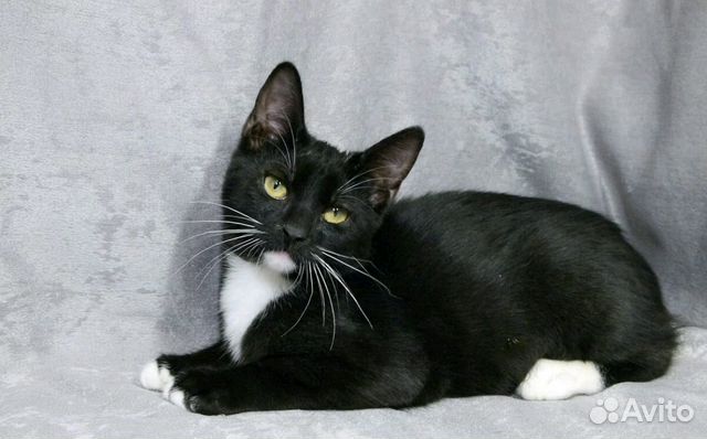 Котенок
