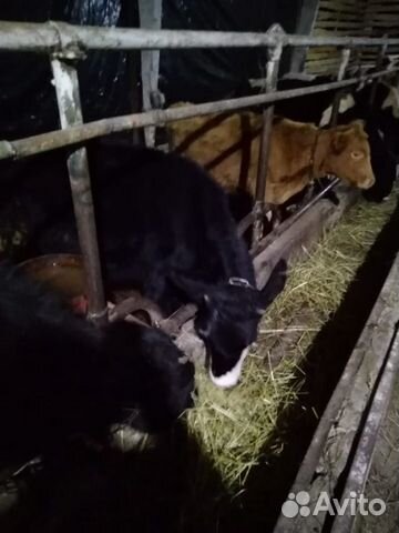 Продаю тёлок, 9- 10 месяцев, от своих коров