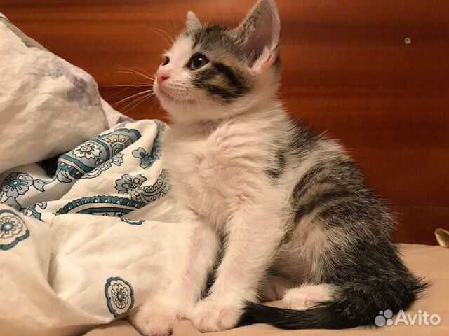 Черно-белая пушистая бусинка в добрые руки