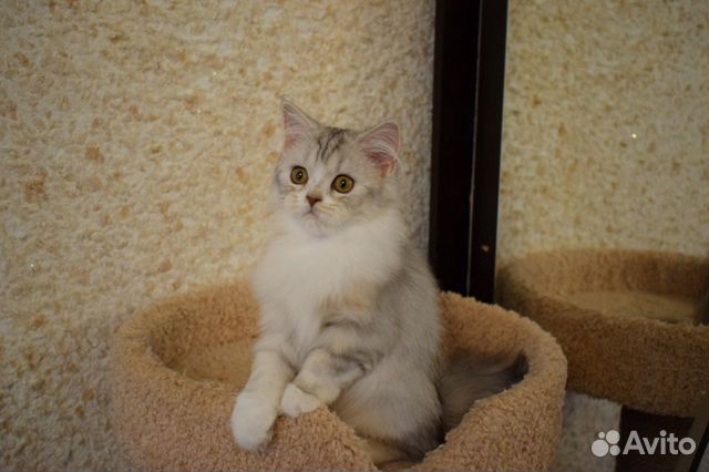 Шотландские котята