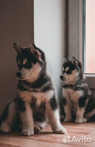 Щенок хаски