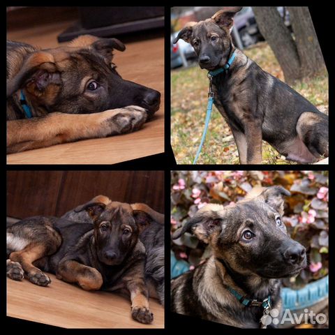 Классный щенок очень ждет хозяев