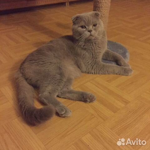 Вязка Шотландский вислоухий