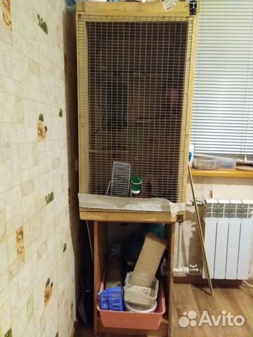 Продаю двух белок дегу с клеткой и вещами для них