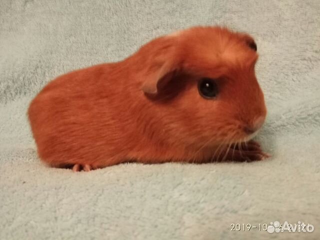 Малыши крестеды