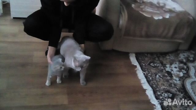Продам котёнка девочку, вислоухая шотланка