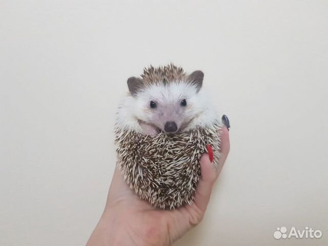 Африканские карликовые ежики