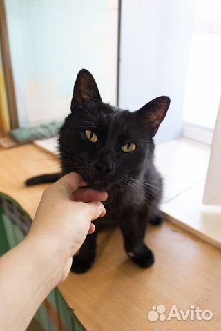 Особенный котик ищет дом