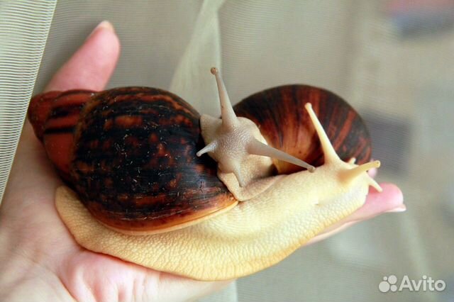 Улитка архахатина маргината сутуралис + контейнер