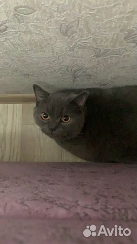 Пристрою кота