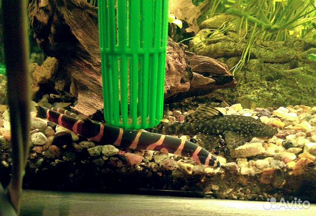 Акантофтальмус