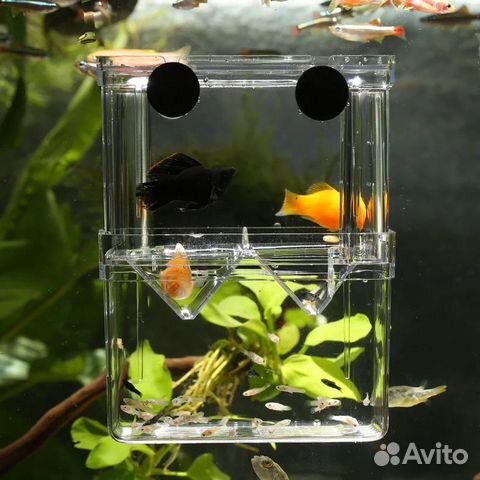 Отсадник для рыб - инкубатор для развеления рыб