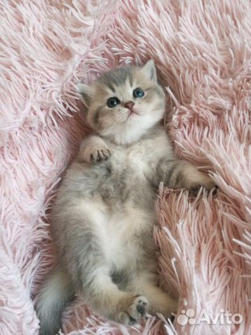 Котята Шотландские