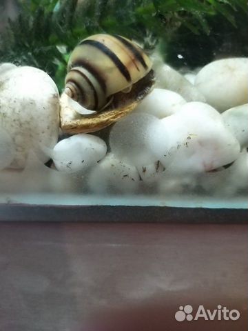 Улитки-эльфы Спикси