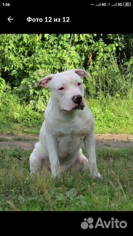 Предлагаю вашему вниманию молодого кобеля Стаффа