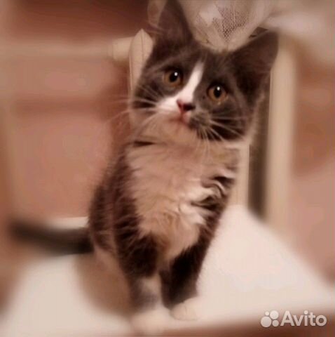 Девочка из мусорного бака