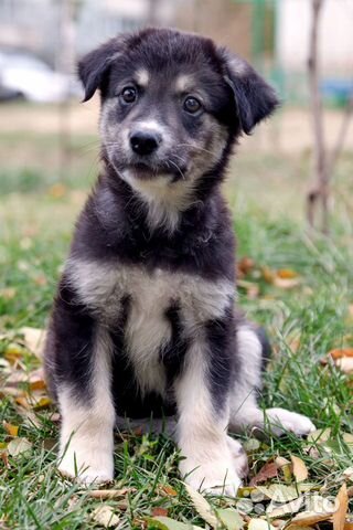 Балу ищет дом