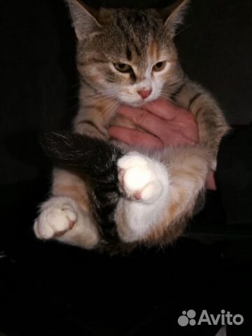 Котята бесплатно