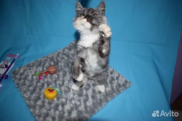 Котенок трехцветка девочка Руна 2,5мес,привита дом