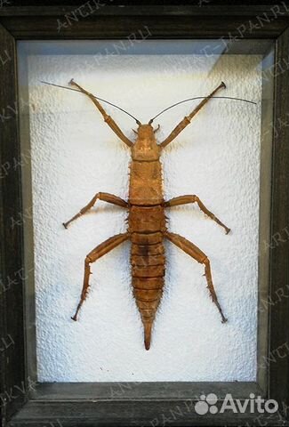 Палочник Eurycantha horrida в рамке