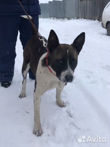 Девочка стафочка