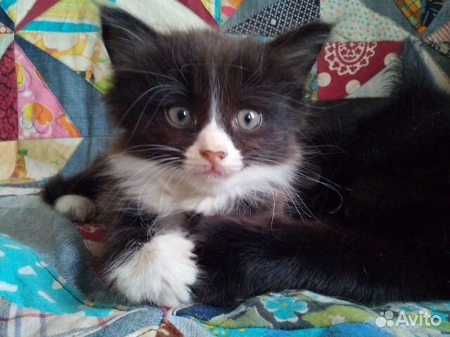 Котенок Сэр Пышноус, 2,5 месяца