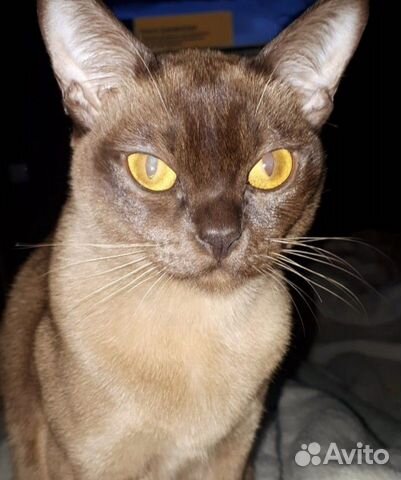Кошка для вязки