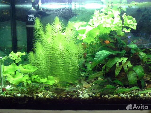 Аквариумное растение роголистник, криптокорина, ря