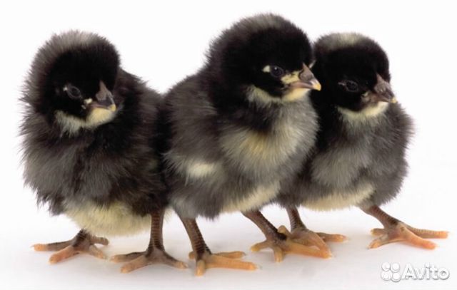 Цыплята Джерсийского гиганта и яйцо инкубационное