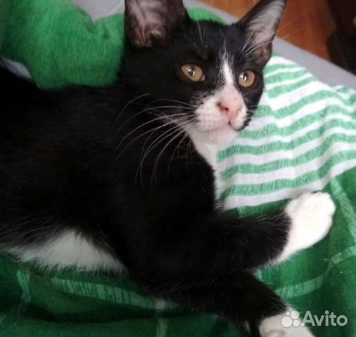 Котенок мальчик