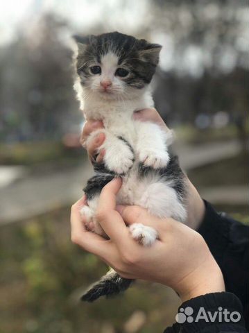 Милая девочка Пуговка