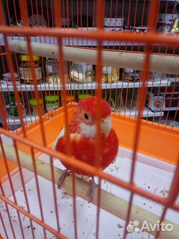 Попугай розелла рубиновая девочка 4месяца