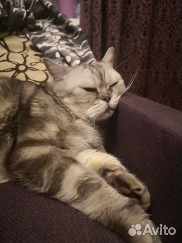 Потрясающий котейка