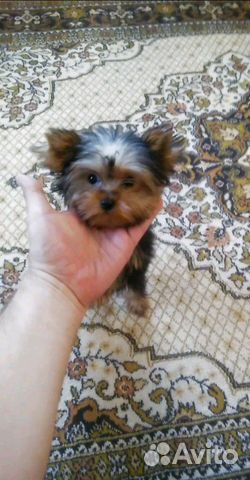 Мини-йорочка