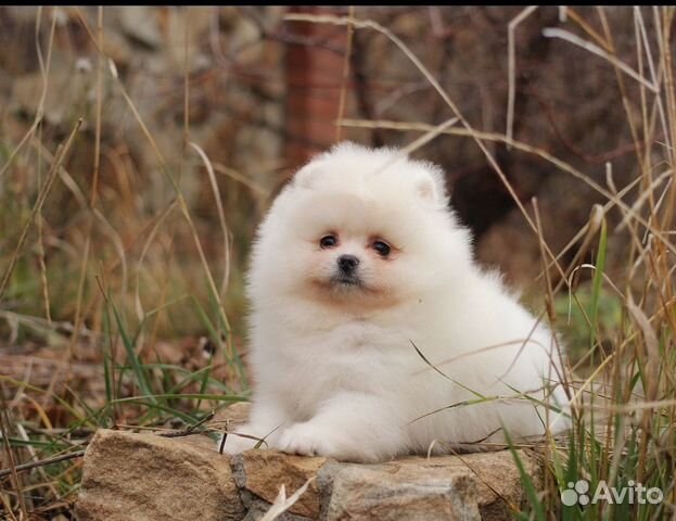 Малец удалец