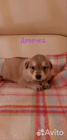 Щенок девочка в добрые руки