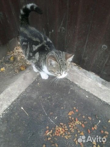 Котенок с ладошку ищет дом