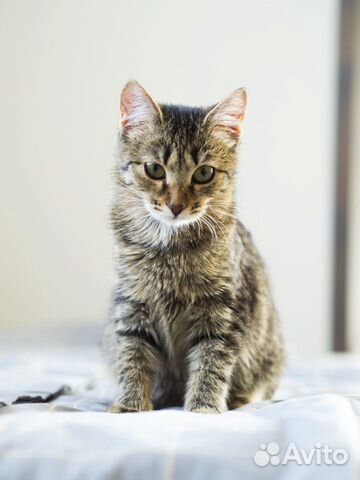 Котенок Мико