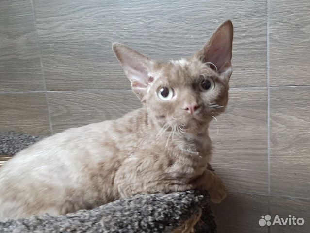 Девон рекс циннамон Меркурий