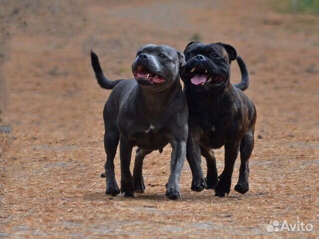 Продаются щенки стаффордширского бультерьера